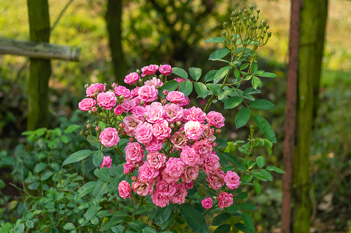 Help Your Plants and Pets Coexist Happily | Plantum