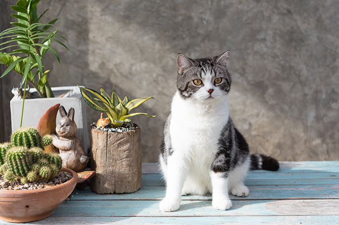 Help Your Plants and Pets Coexist Happily | Plantum