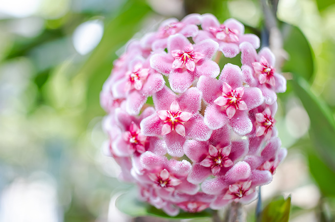 Help Your Plants and Pets Coexist Happily | Plantum