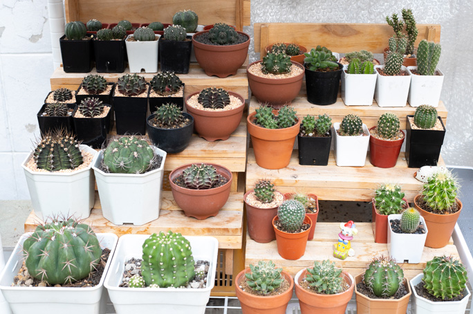 A Guide to Choosing the Best Pot for Your Plant | Plantum