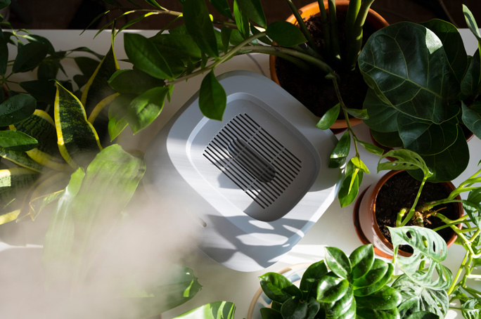 Humidity Basics | Plant Identifier App – Identify Plants & Care Guides ...