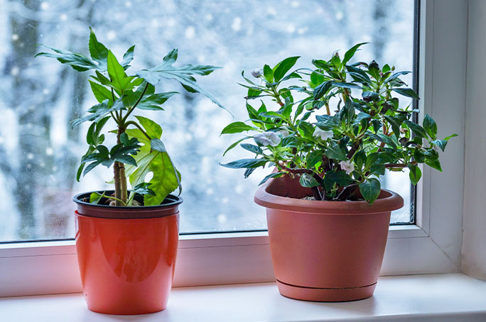 Ideal Temperature For Your Indoor Plants | Plantum