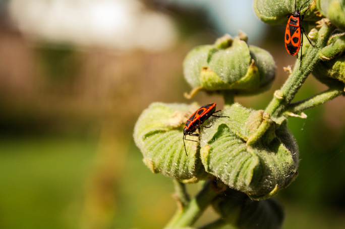 Beware of These 5 Pests in Fall | Plantum