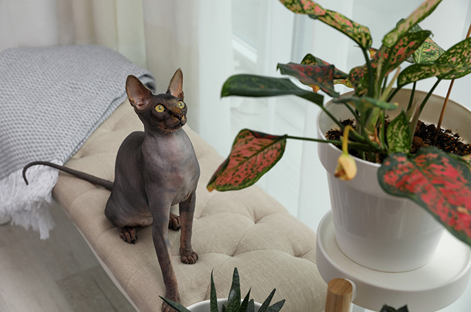 Help Your Plants and Pets Coexist Happily | Plantum