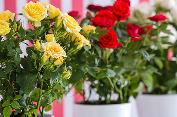 Astonishing Facts About Roses | Plantum