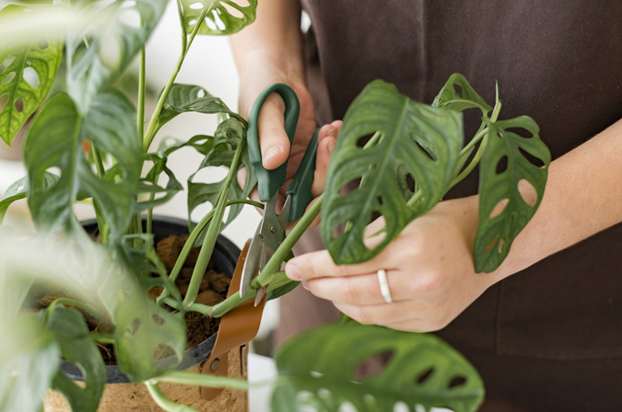 Plant Lover’s Toolbox Essentials | Plantum