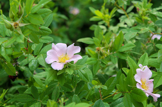 10 Plants of Sandy Bottom Nature Park | Plant Identifier App – Identify ...