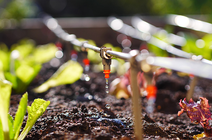 A Guide to Self-Watering Systems | Plantum
