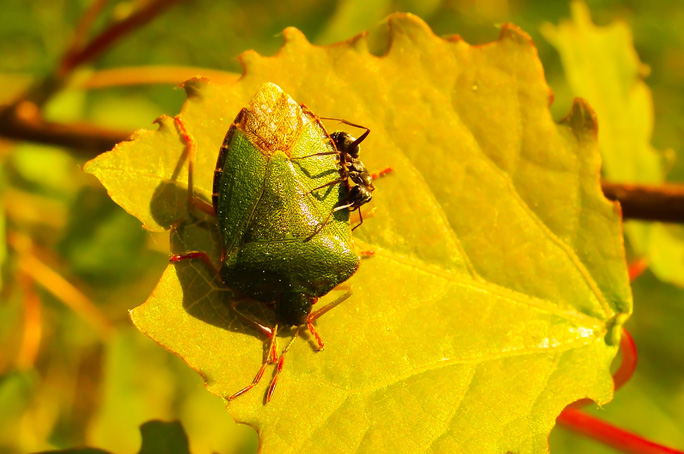 Beware of These 5 Pests in Fall | Plantum