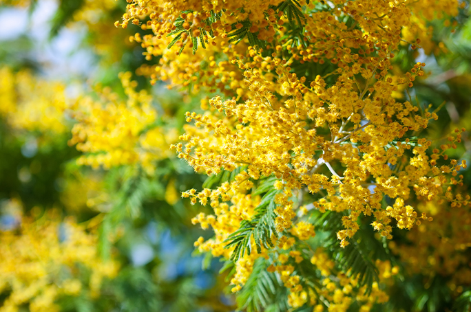 Best-Ever Blooms for Women’s Day | Plant Identifier App – Identify ...