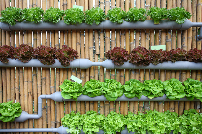 Can I Grow Plants Without Soil? | Plantum