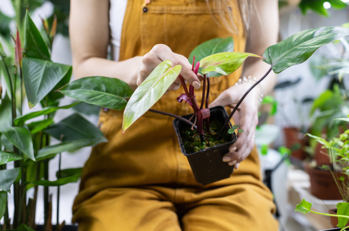 The Shopper’s Guide to Picking Healthy Plants | Plantum