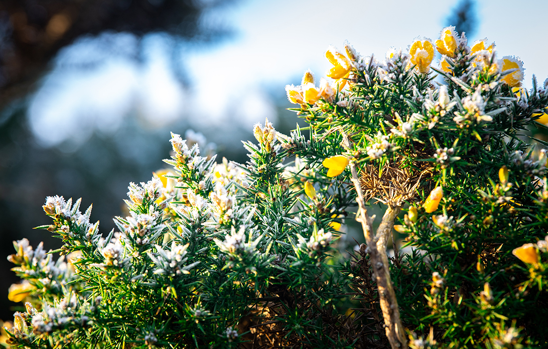 A Quick Guide to Saving Frost-Damaged Plants | Plantum